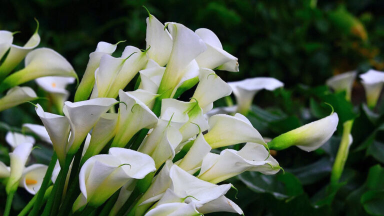 Best Graduation Flower Types | Darcey Flowers