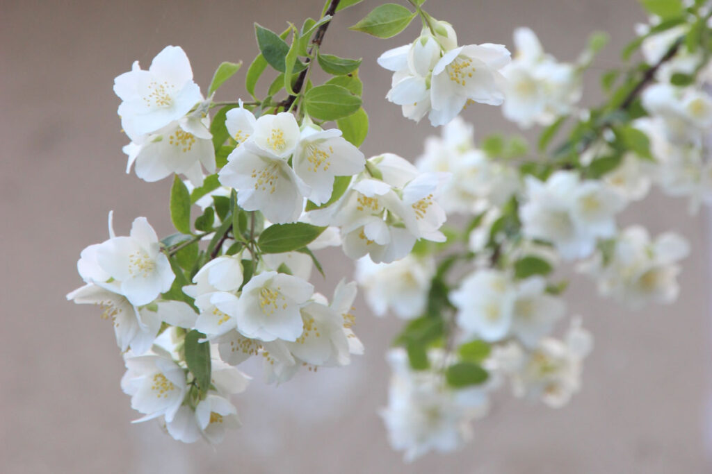 The Significance of Flowers in the Islamic Holy Month of Ramadan ...