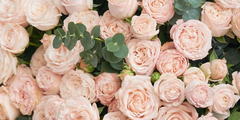 Best Flower Delivery Dubai | Flower Shop Dubai | Darcey Flowers