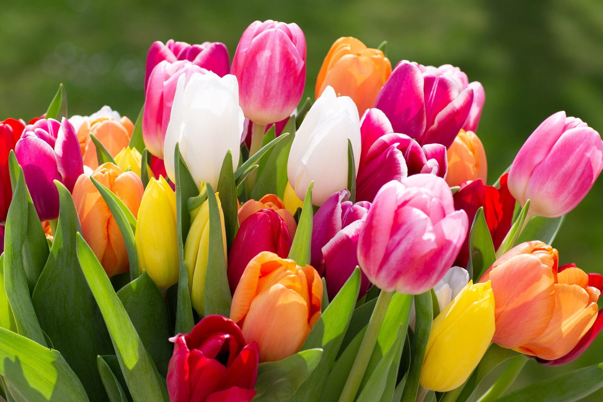 10 Reasons Why Spring is the Best Season | Darcey Flowers