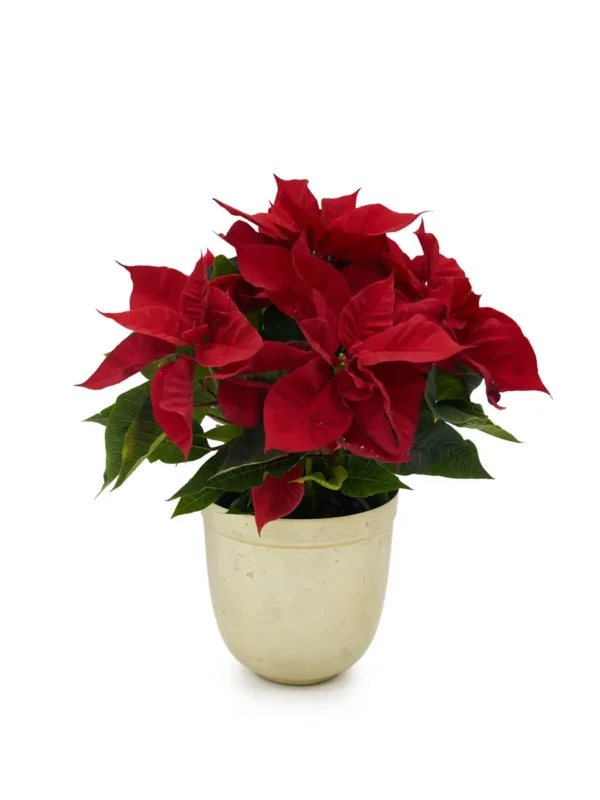 Order Poinsettia in Gold Christmas Flowers in Dubai | Darcey Flowers